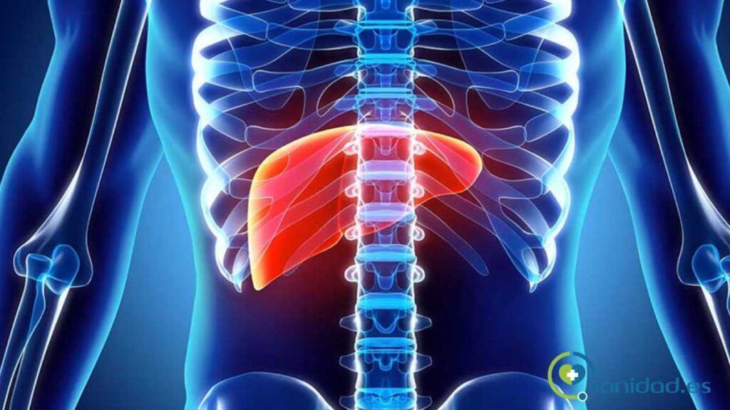 Importancia de la salud hepática: 5 recomendaciones para protegerla