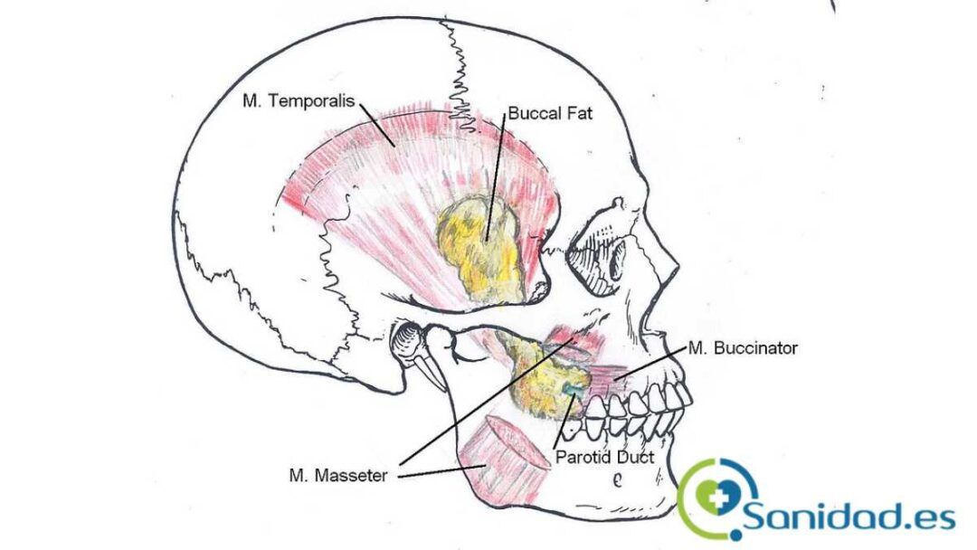 Lo que debes conocer sobre la Bichectomía y sus beneficios | Sanidad.es
